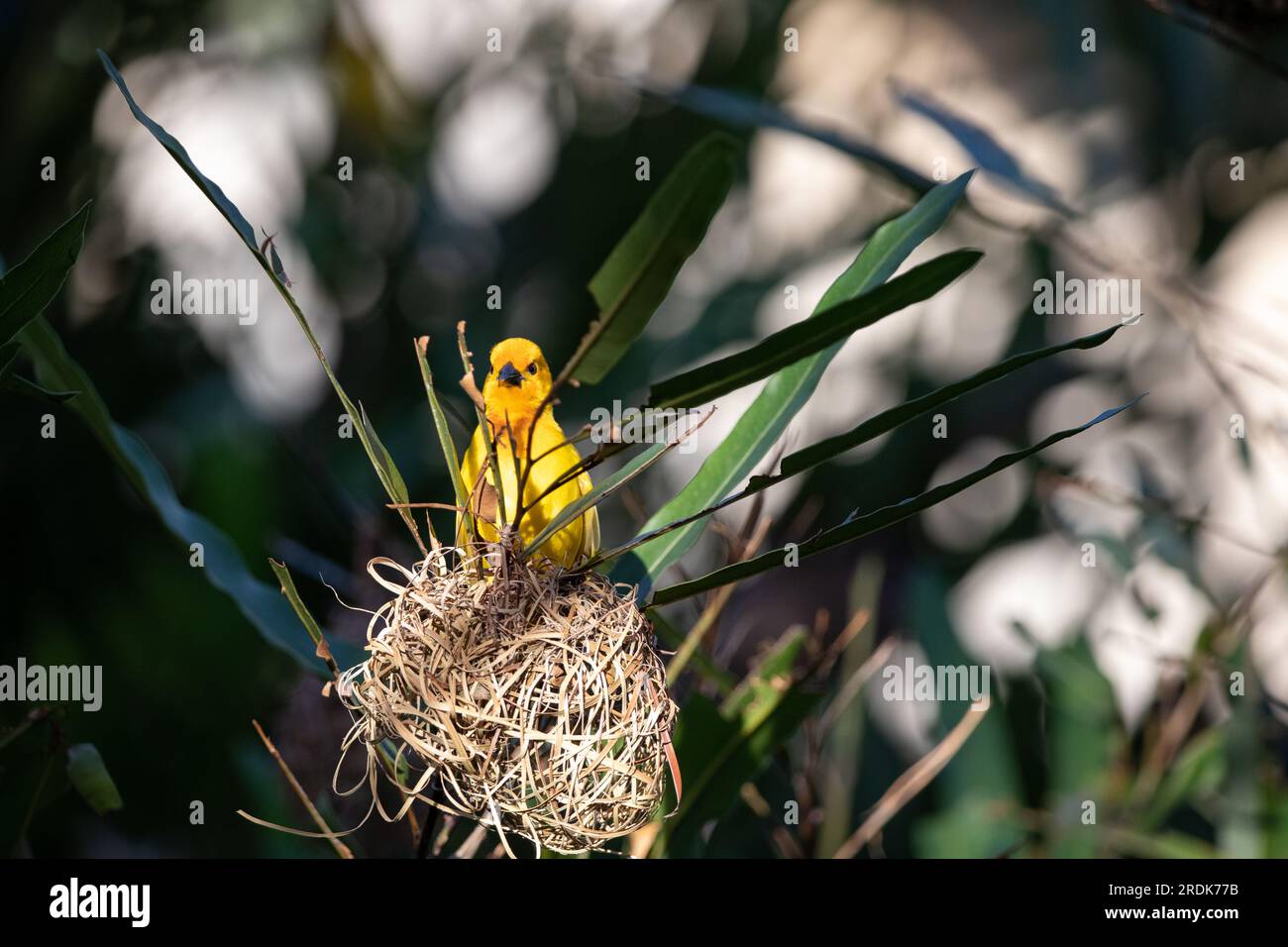The weaver birds (Ploceidae) from Africa, also known as Widah finches ...
