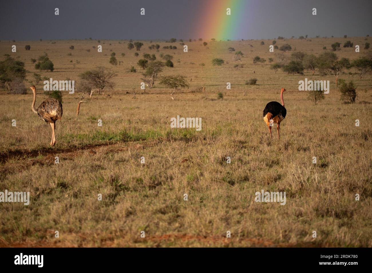 Rainy season in Kenya's savanna. Beautiful landscape in Africa at rainy ...