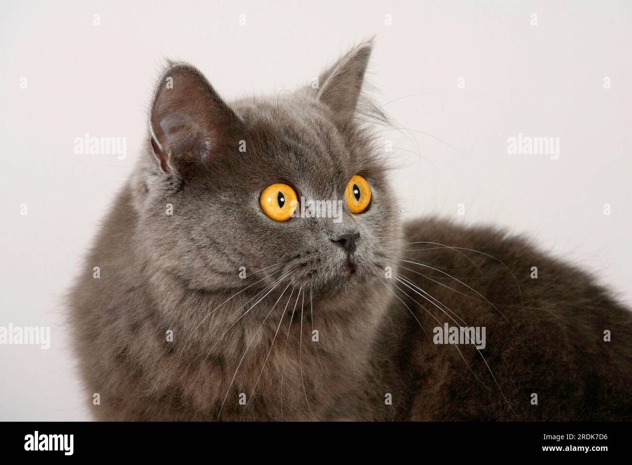 Long haired british blue cat hi-res stock photography and images - Alamy