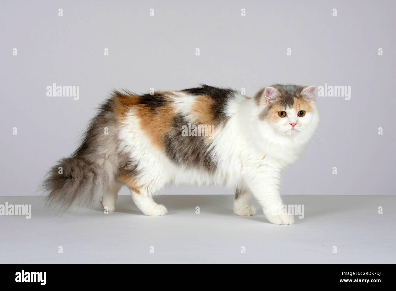 British longhair cat, blue-cream-white, Highlander, Lowlander ...