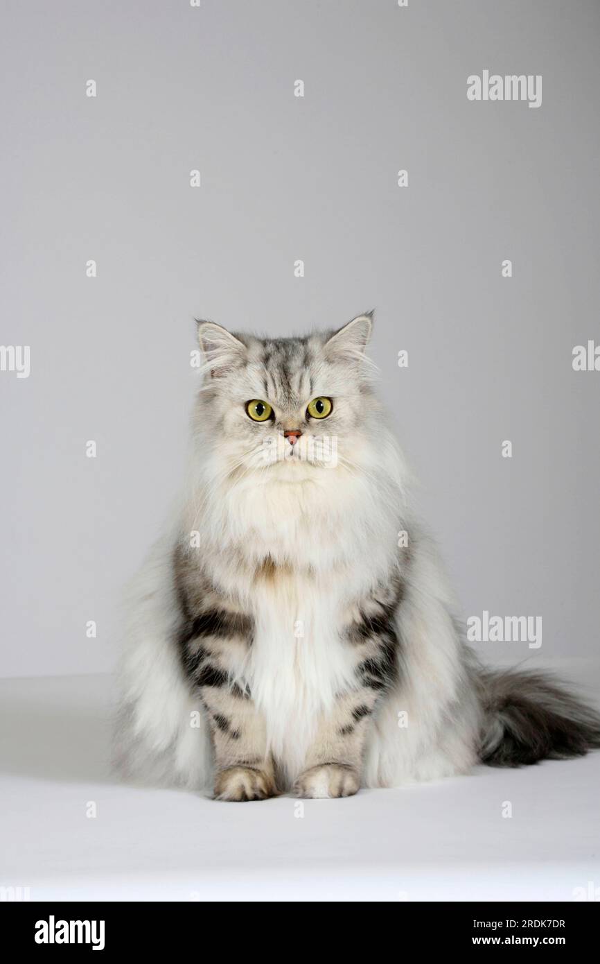 Classic british breed hi-res stock photography and images - Alamy