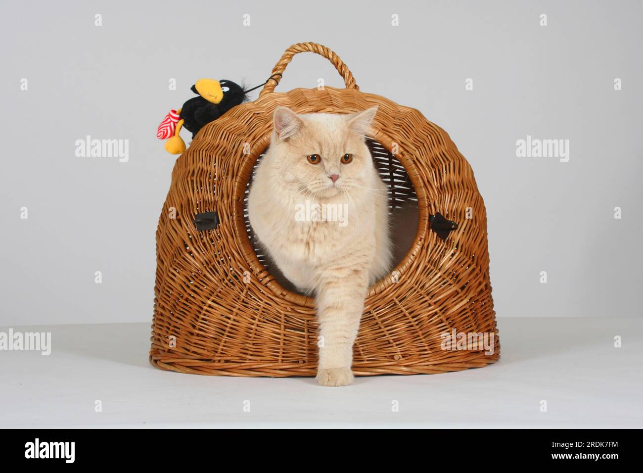 British longhair cat, male, cream, comes from cat basket, Highlander ...