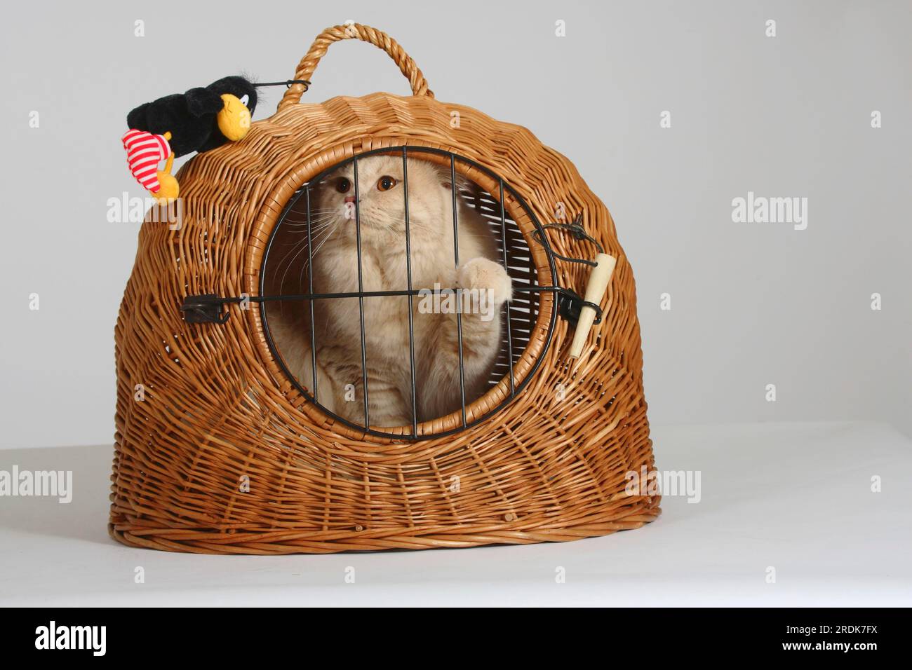 British longhair cat, male, cream, in cat basket, Highlander, Lowlander ...