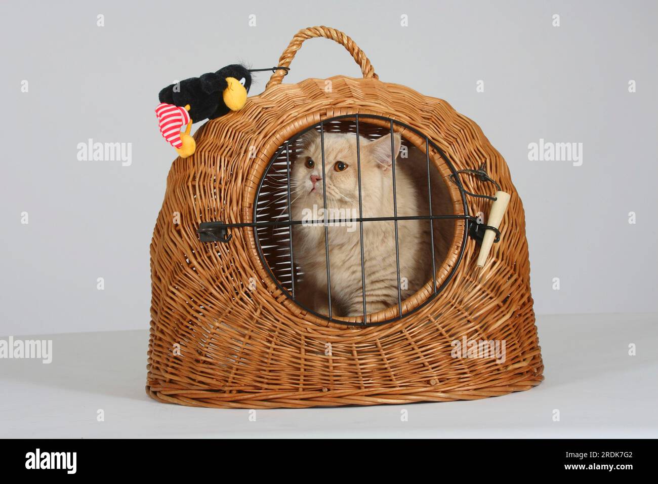 British longhair cat, male, cream, in cat basket, Highlander, Lowlander ...