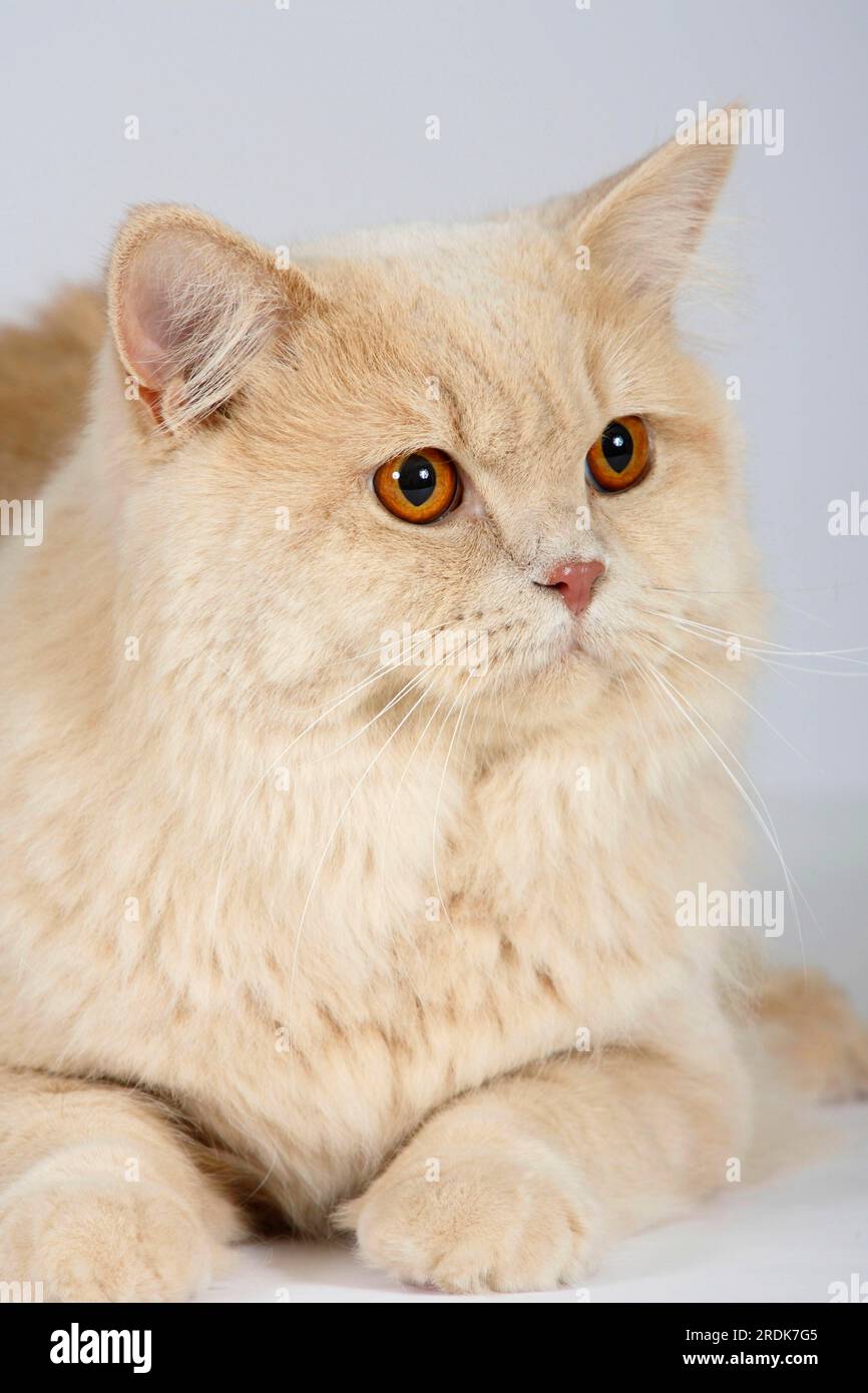 British longhair cat, male, cream, Highlander, Lowlander, Britanica ...
