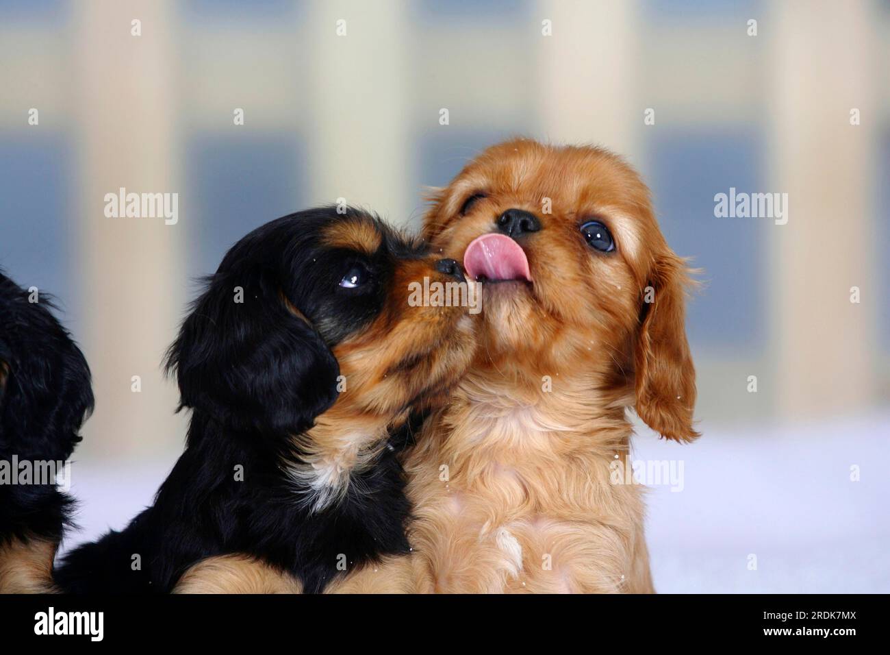 Cavalier King Charles Spaniel, puppies, black-brown and ruby, 6 weeks ...