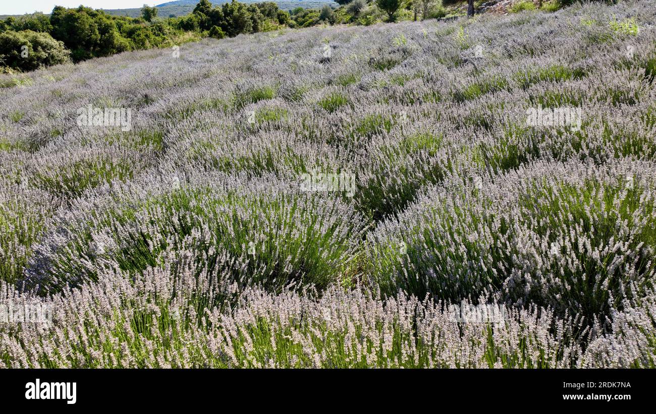 aerial view of lavender in lavender field with drone Stock Photo - Alamy