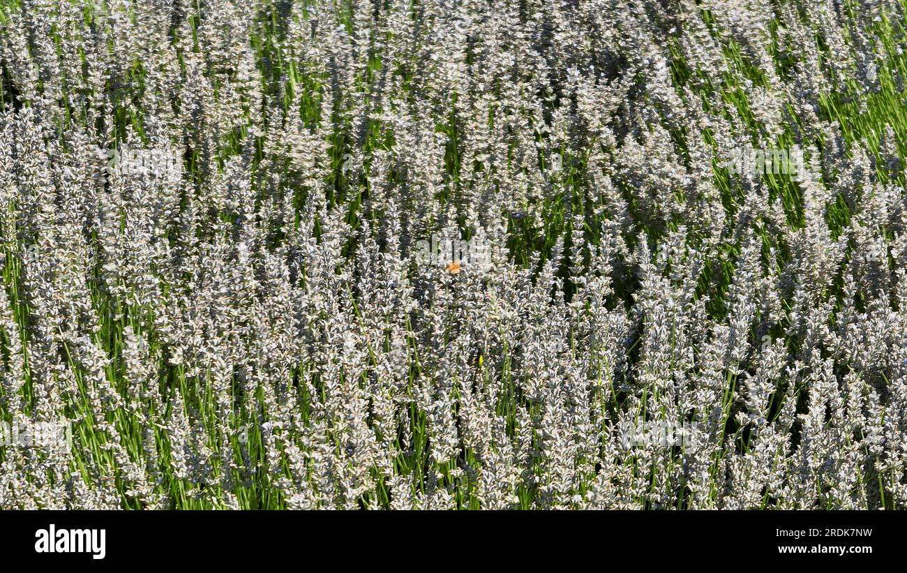 aerial view of lavender in lavender field with drone Stock Photo - Alamy