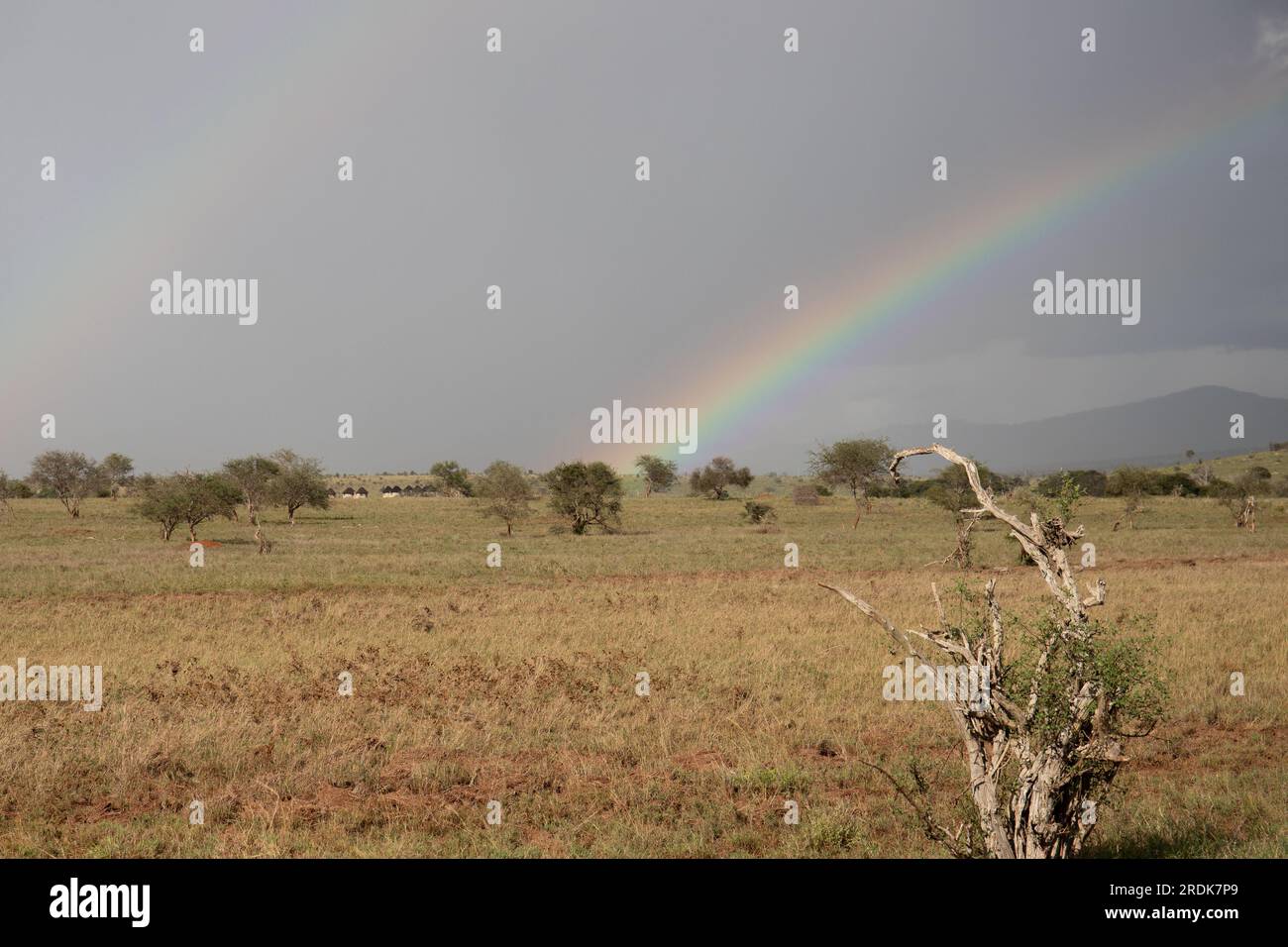 Rainy season in Kenya's savanna. Beautiful landscape in Africa at rainy ...