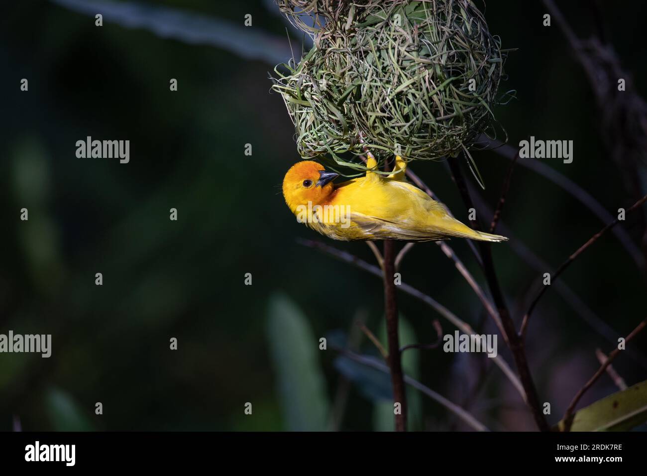 The weaver birds (Ploceidae) from Africa, also known as Widah finches ...