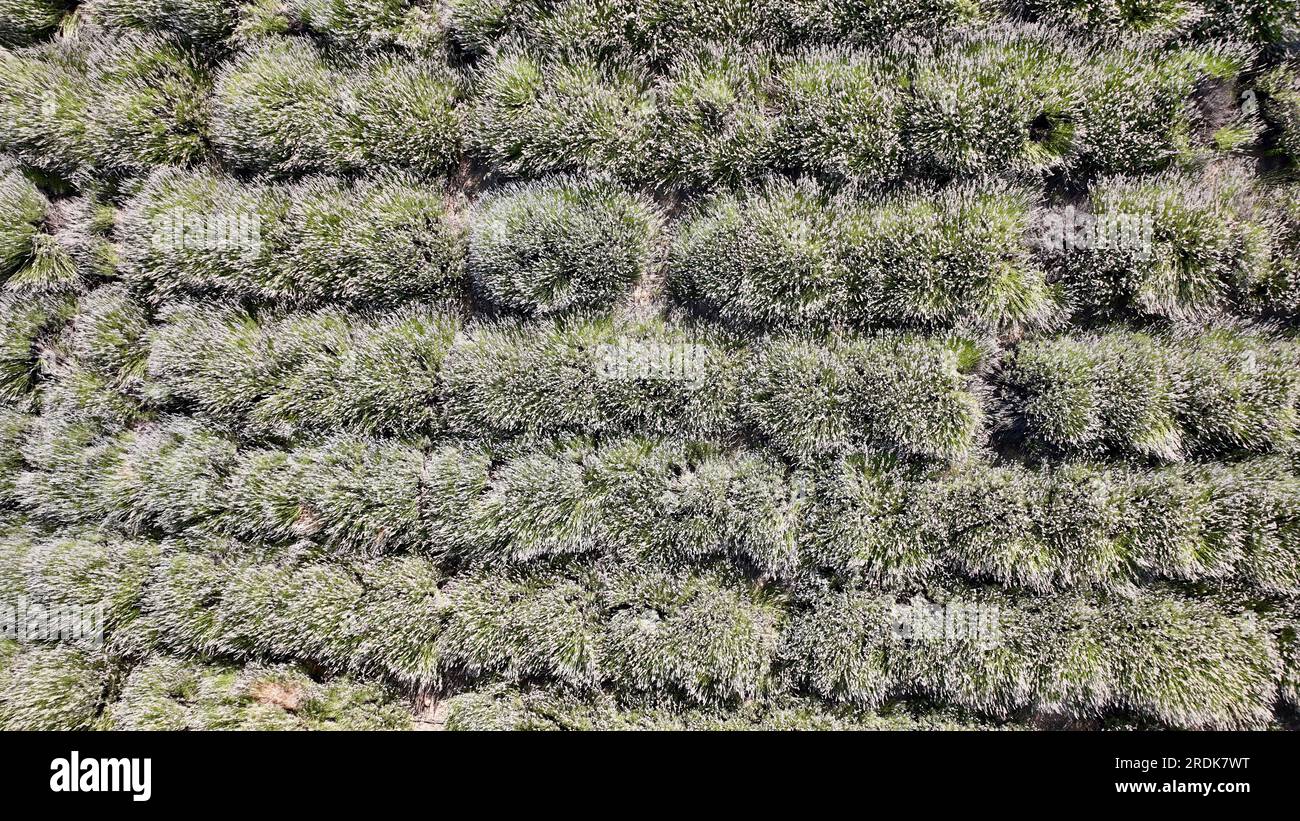 aerial view of lavender in lavender field with drone Stock Photo - Alamy
