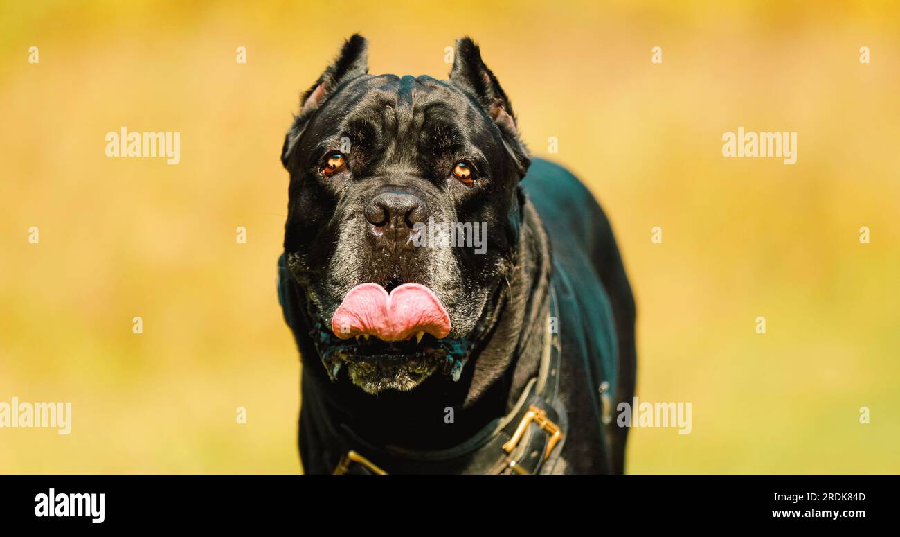 Black Cane Corso Dog Wears In Special Clothes Go Towards Camera. Big ...