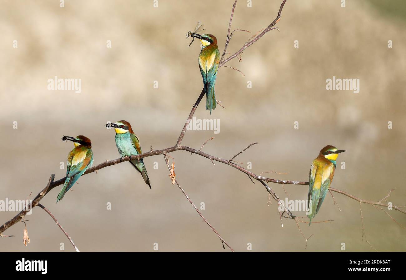 Hohentengen, Germany. 22nd July, 2023. Bee-eater (Merops apiaster) with ...
