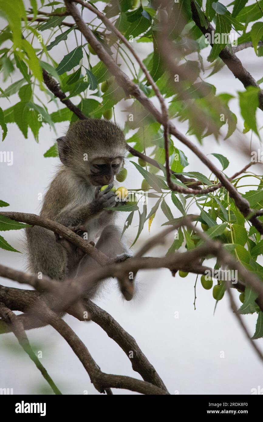 Little baby monkey in the tree looking for fruit. Cute little animal ...