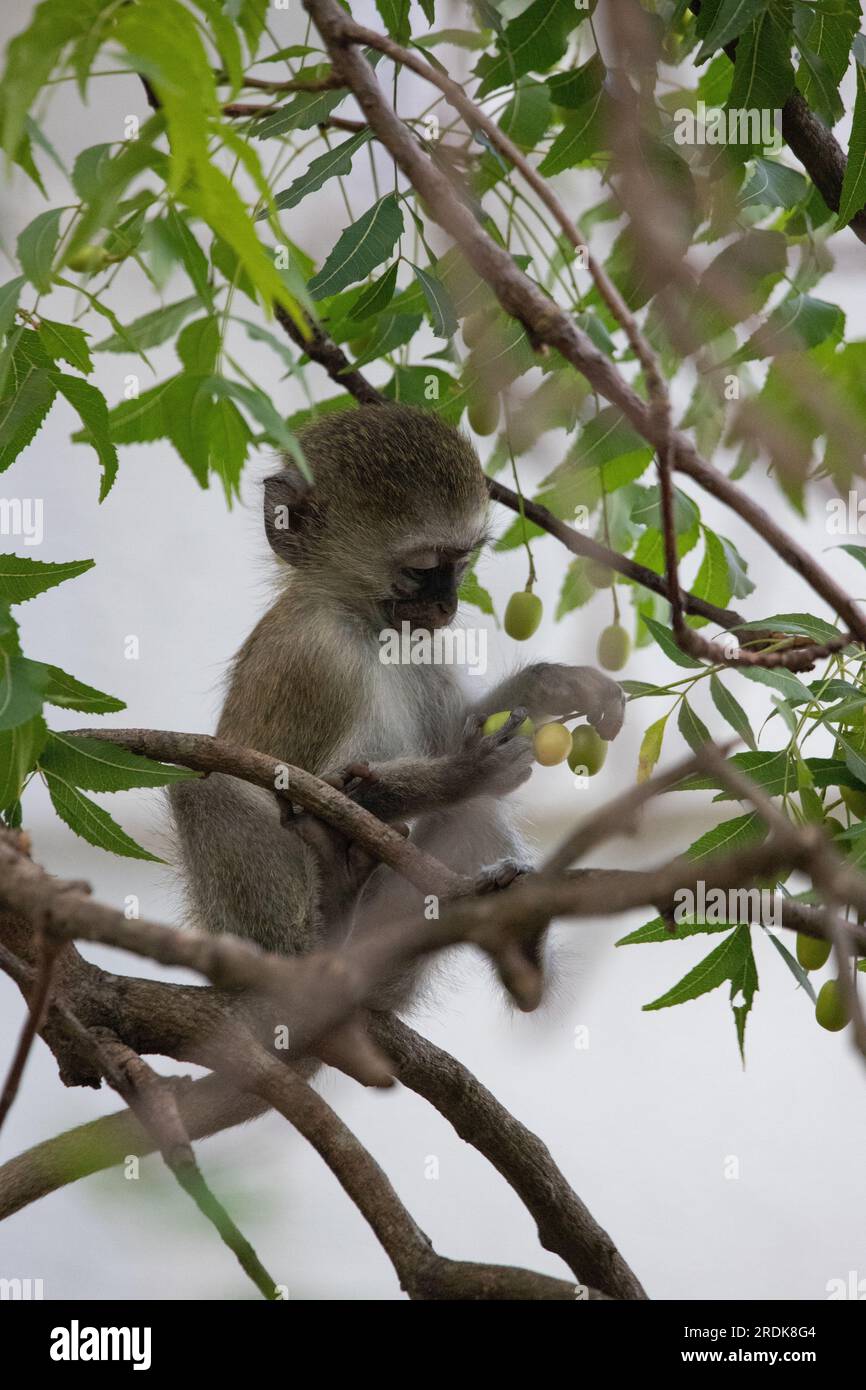 Little baby monkey in the tree looking for fruit. Cute little animal ...
