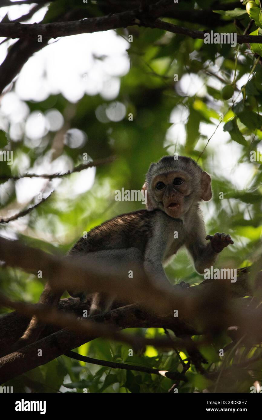Little baby monkey in the tree looking for fruit. Cute little animal ...