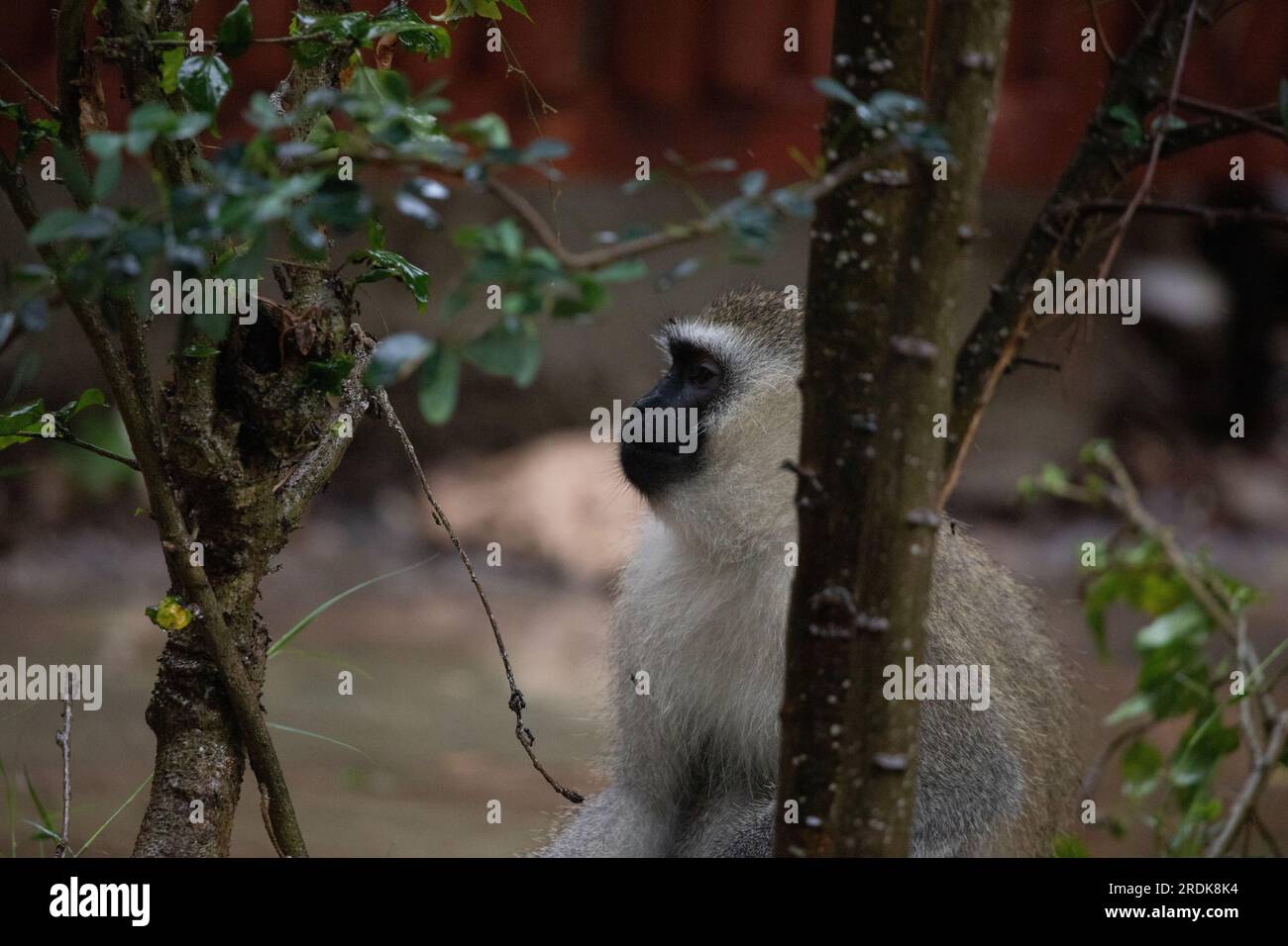 Gang of monkeys in Kenya Africa. Monkeys take over a hotel, Safari ...