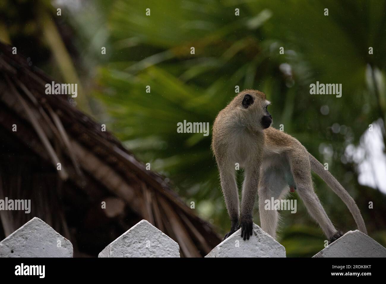 Gang of monkeys in Kenya Africa. Monkeys take over a hotel, Safari ...
