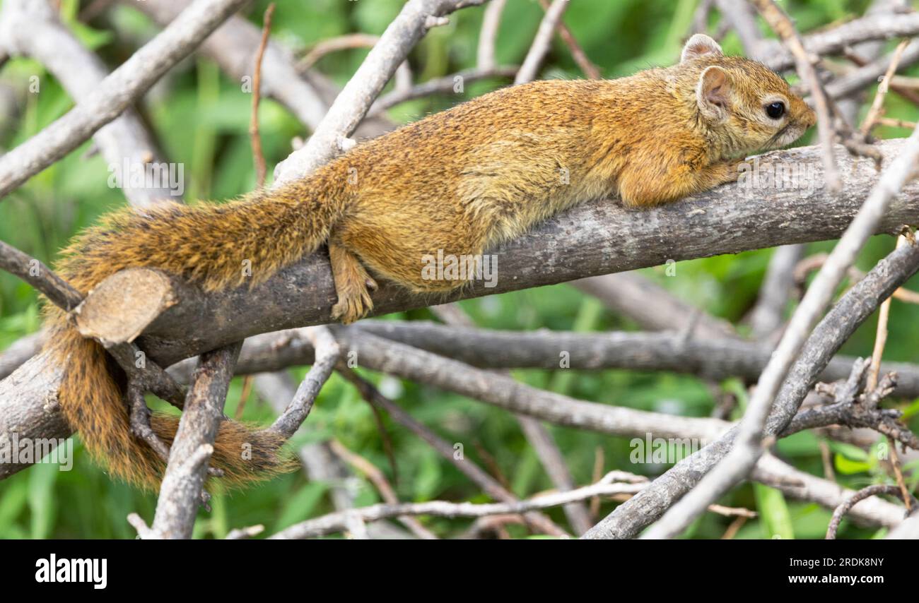 Ruaha forms a boundary between the coastal Striped Bush Squirrel range ...