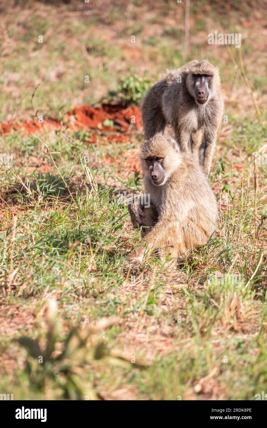 Gang of monkeys in Kenya Africa. Monkeys take over a hotel, Safari ...