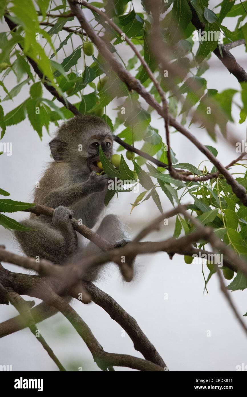 Little baby monkey in the tree looking for fruit. Cute little animal ...