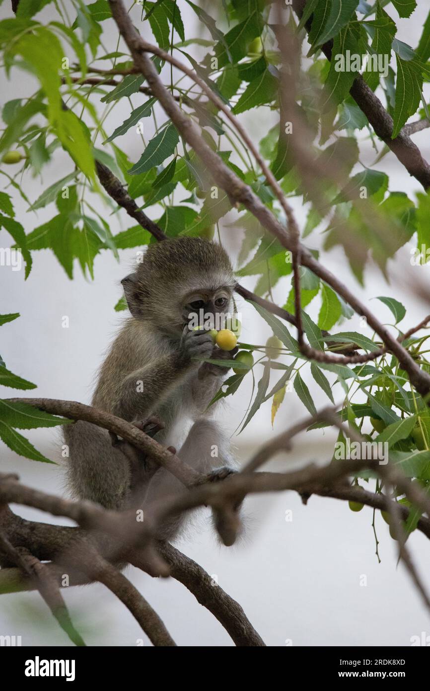 Monkey tree hotel hi-res stock photography and images - Alamy