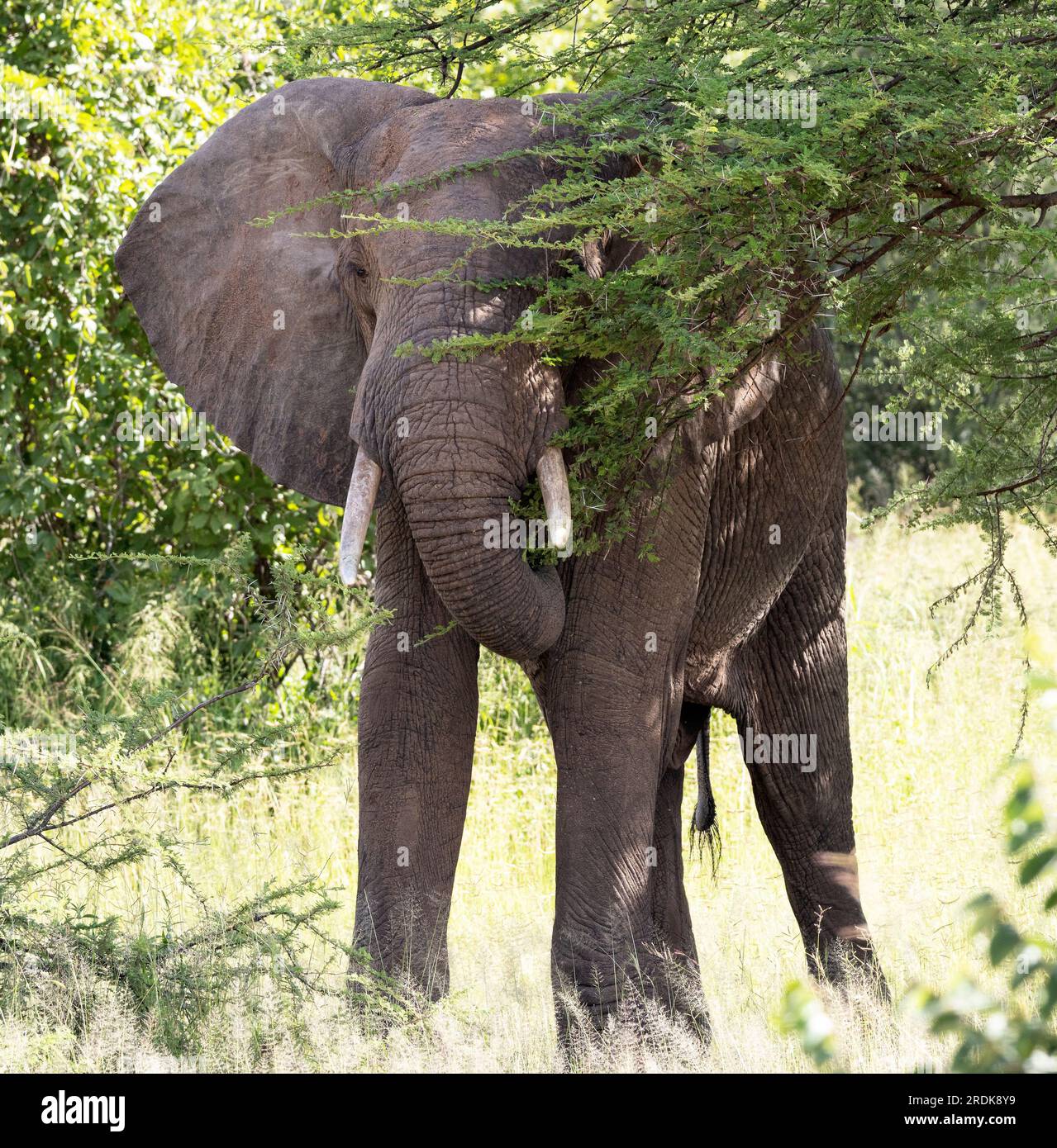 An Elephant bull browses on acacia. The acacia is one of their ...