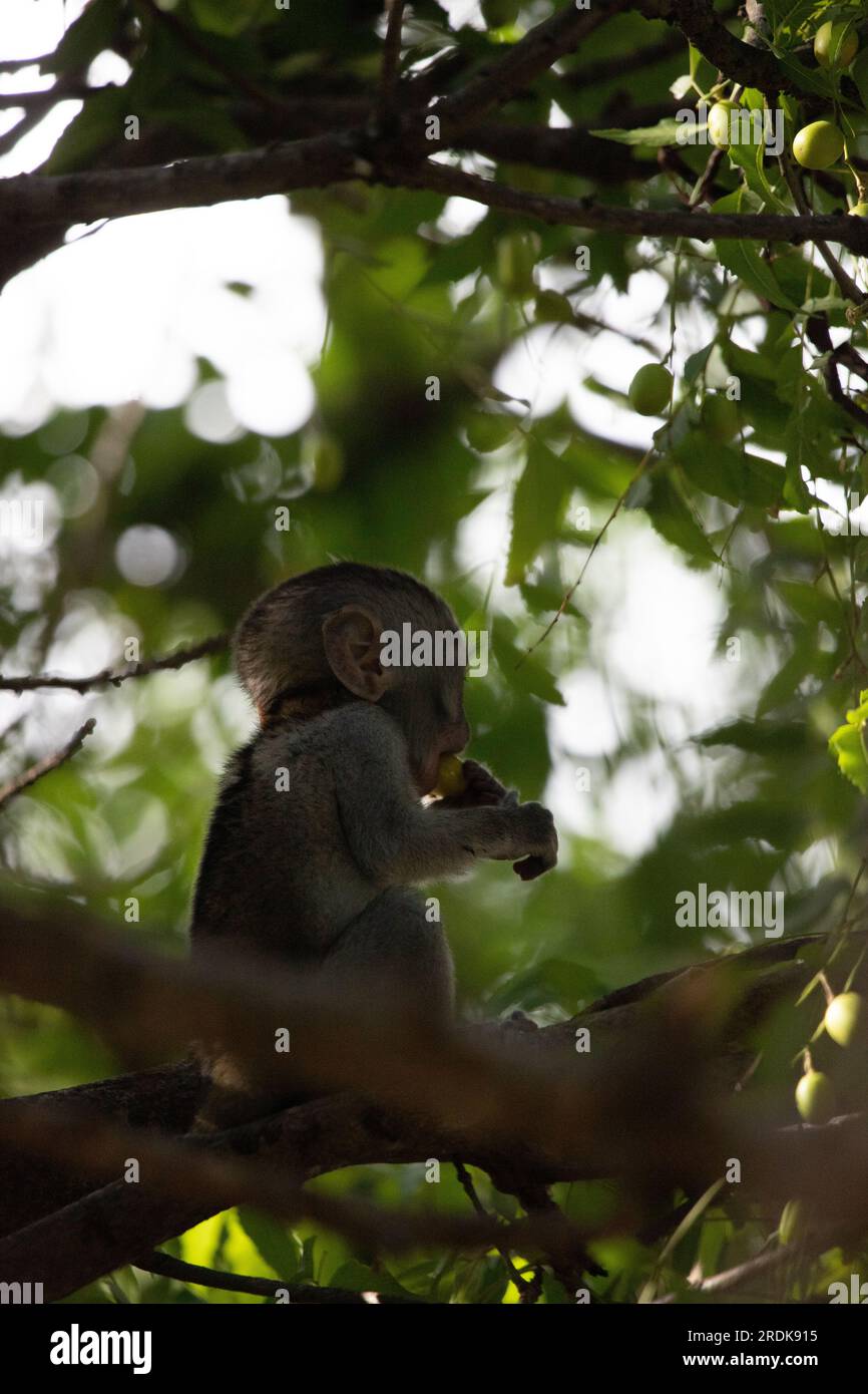 Little baby monkey in the tree looking for fruit. Cute little animal ...