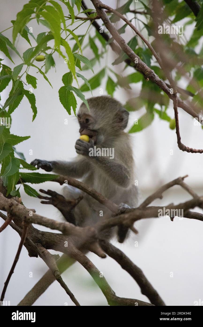 Little baby monkey in the tree looking for fruit. Cute little animal ...