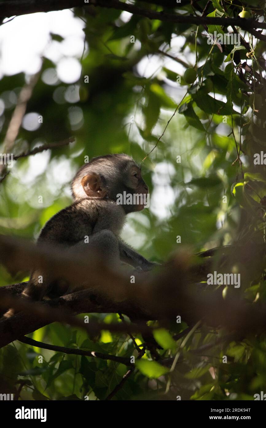 Little baby monkey in the tree looking for fruit. Cute little animal ...