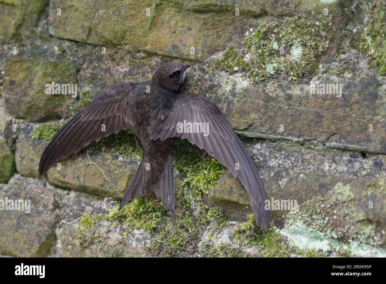 Mauersegler, Mauer-Segler, Segler, Apus apus, swift, common swift, Le ...