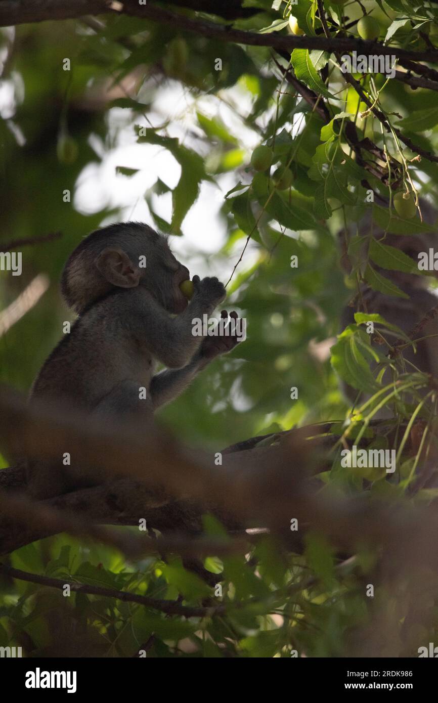 Little baby monkey in the tree looking for fruit. Cute little animal ...