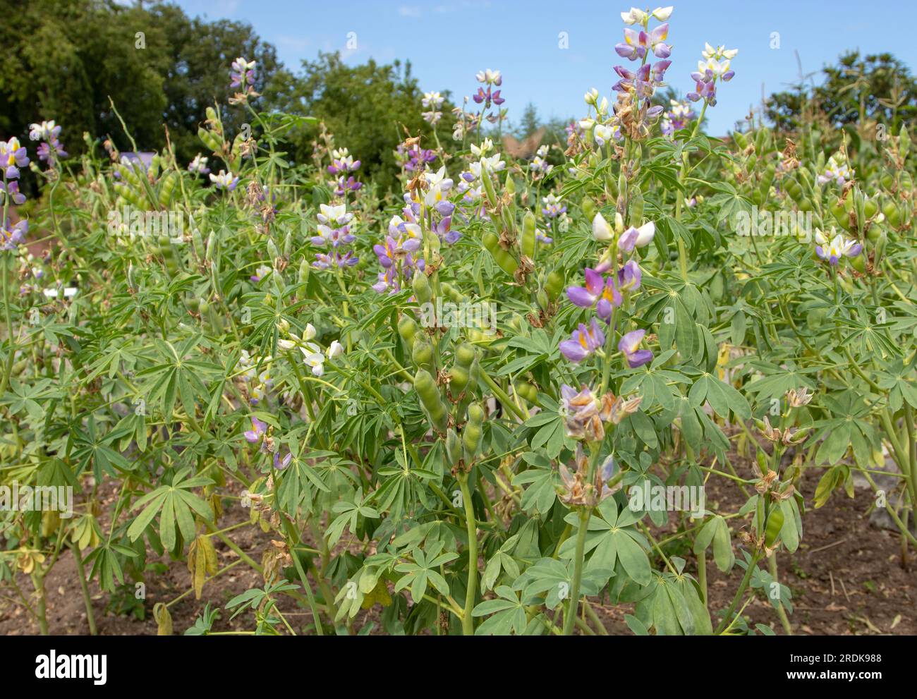 Lupinus mutabilis plants with flowers and pods. Andean lupin plantation ...