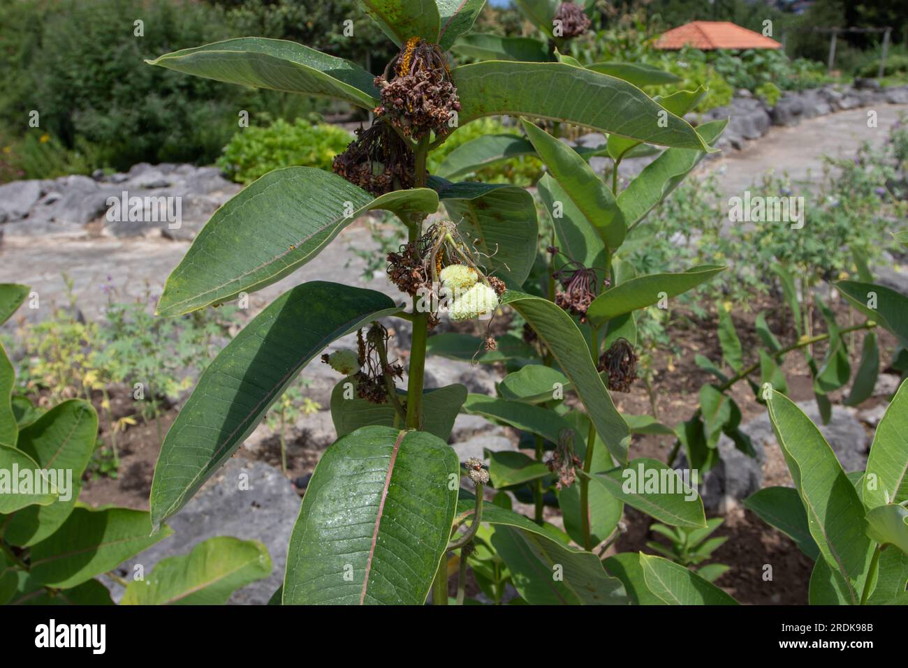 Milkweed leaves hi-res stock photography and images - Alamy