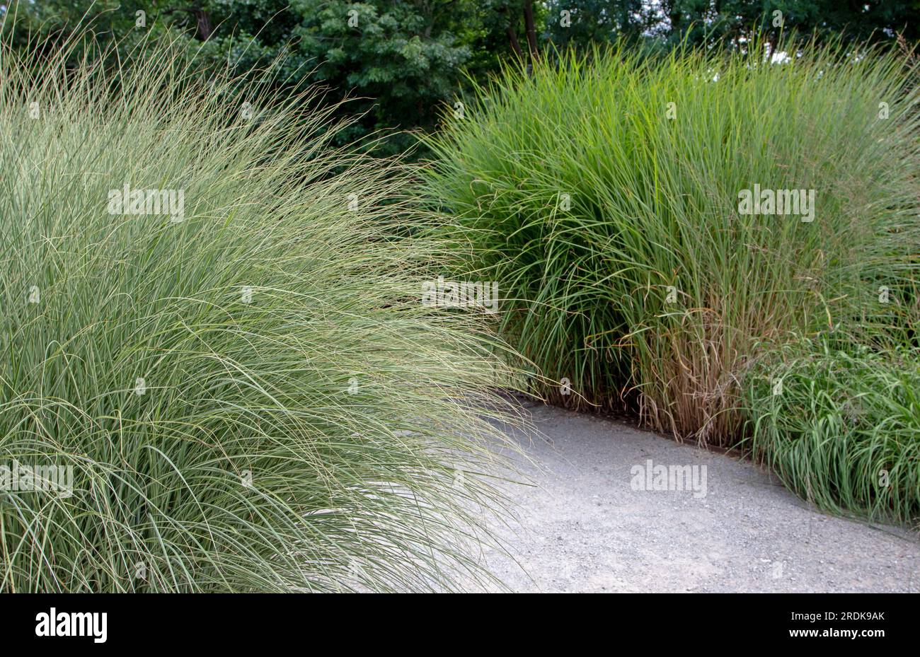 Miscanthus sinensis or Chinese silver grass and molinia caerulea ssp ...