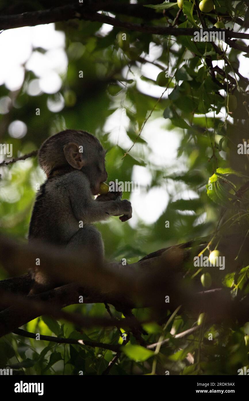 Little baby monkey in the tree looking for fruit. Cute little animal ...