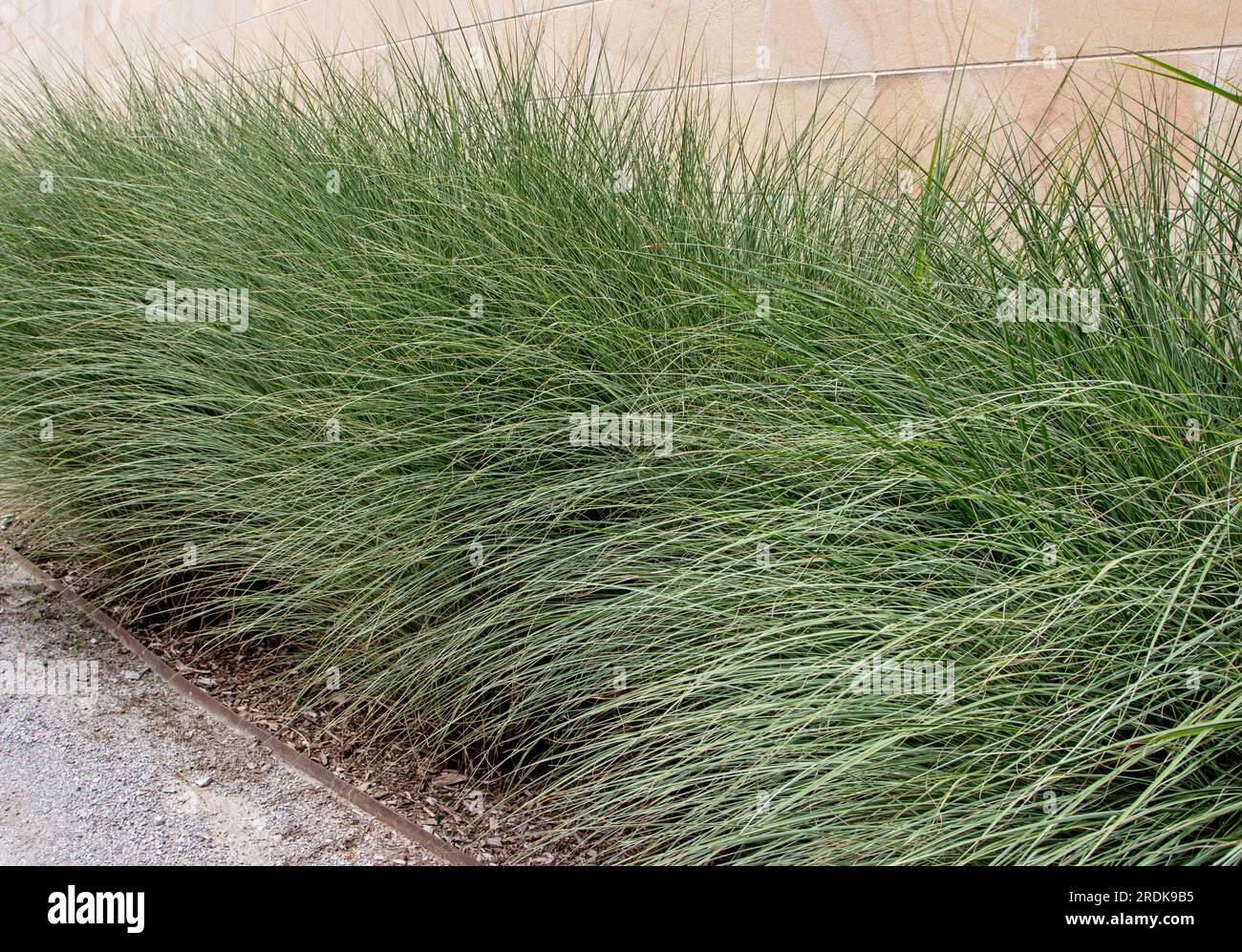 Miscanthus sinensis ornamental grass. Chinese silver grass plants ...