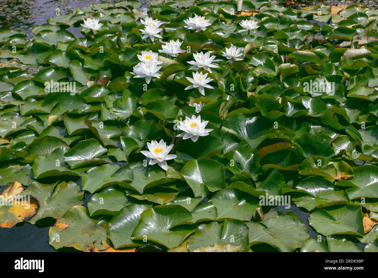 Nymphaea odorata aquatic plants in the pond. Fragrant white water lily flowers and leaves on the ...