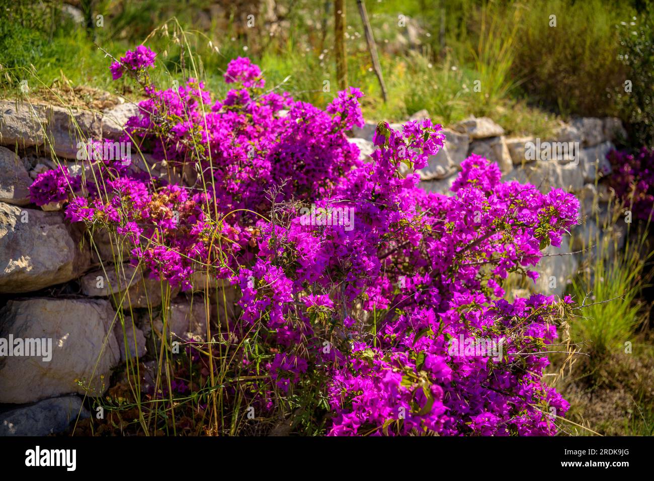 Mediterranean vegetation in the urban natural park of Platja Llarga in ...
