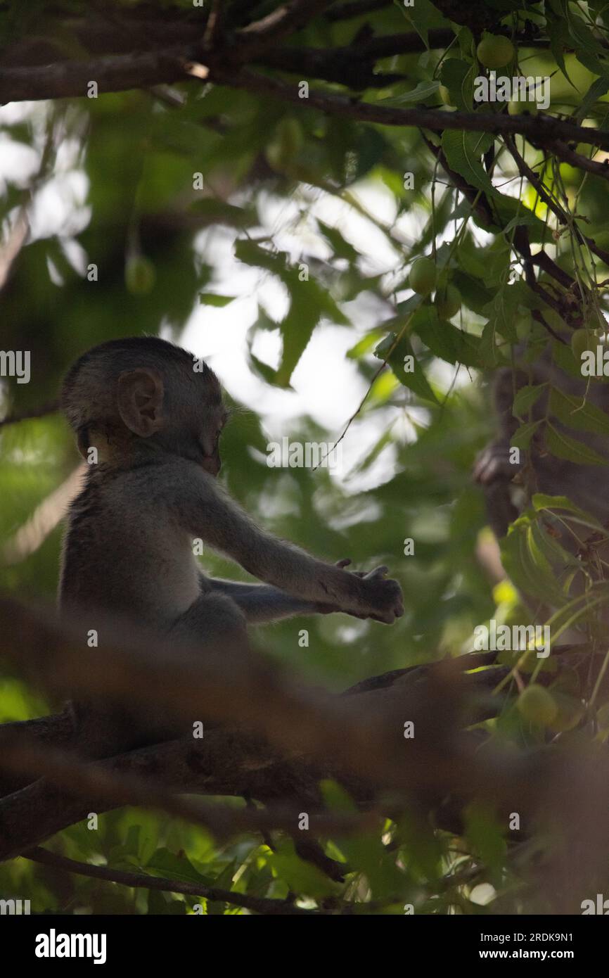 Little baby monkey in the tree looking for fruit. Cute little animal ...