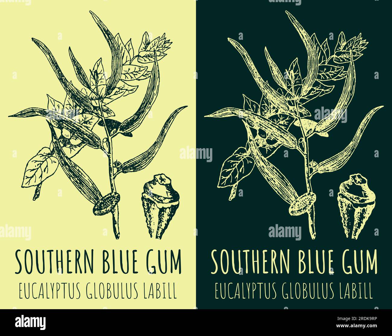 Vector drawing SOUTHERN BLUE GUM. Hand drawn illustration. The Latin ...