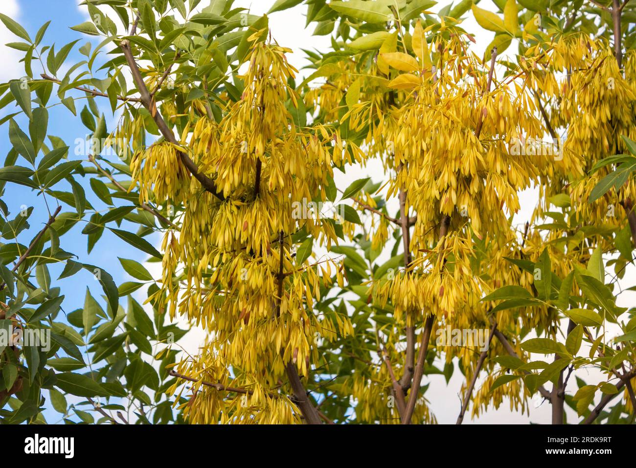 Close-up of the seeds of an ash tree, or European ash tree, or common ...