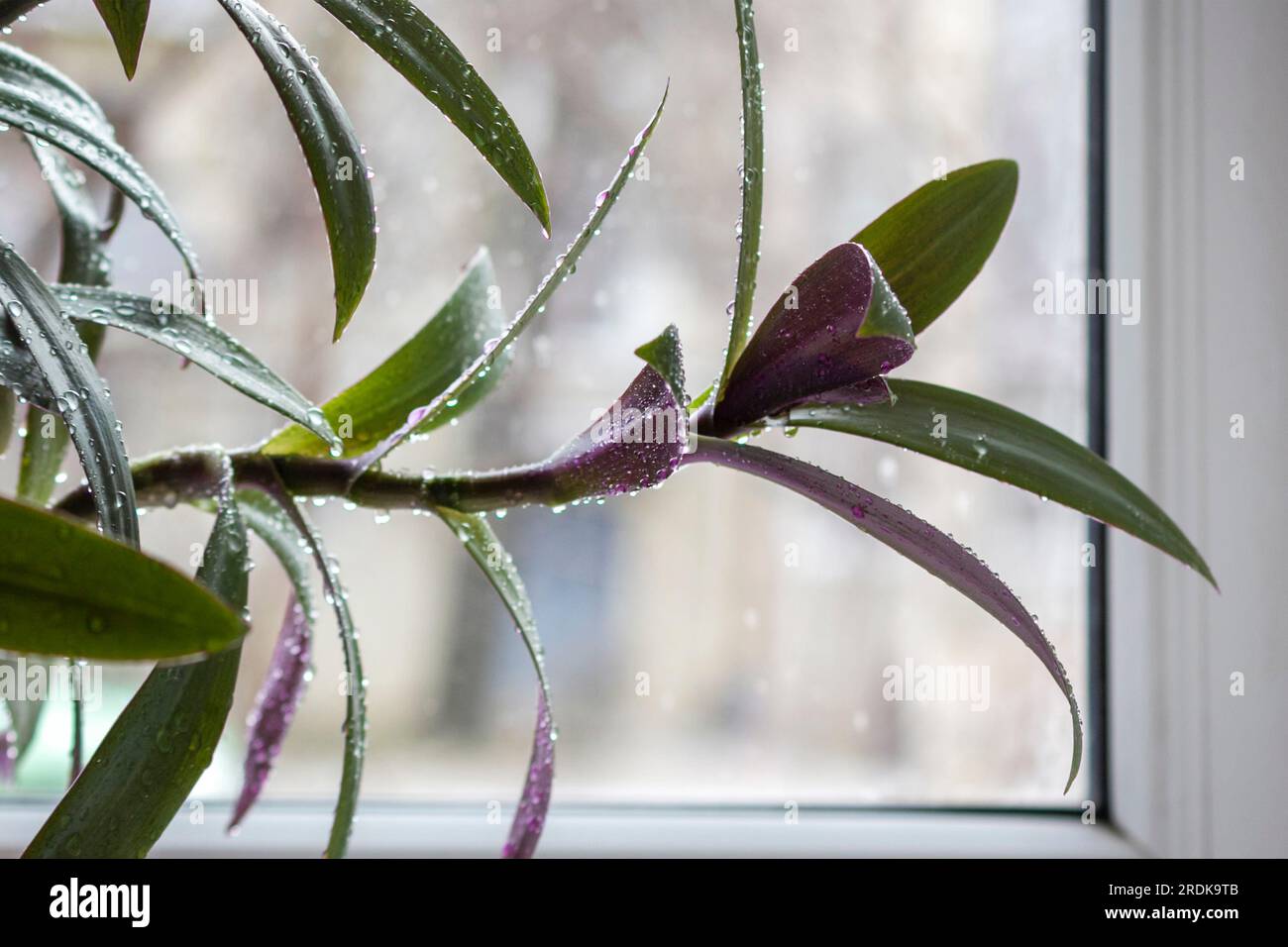 Tradescantia spathacea or a plant called boat lily in water drops on a ...