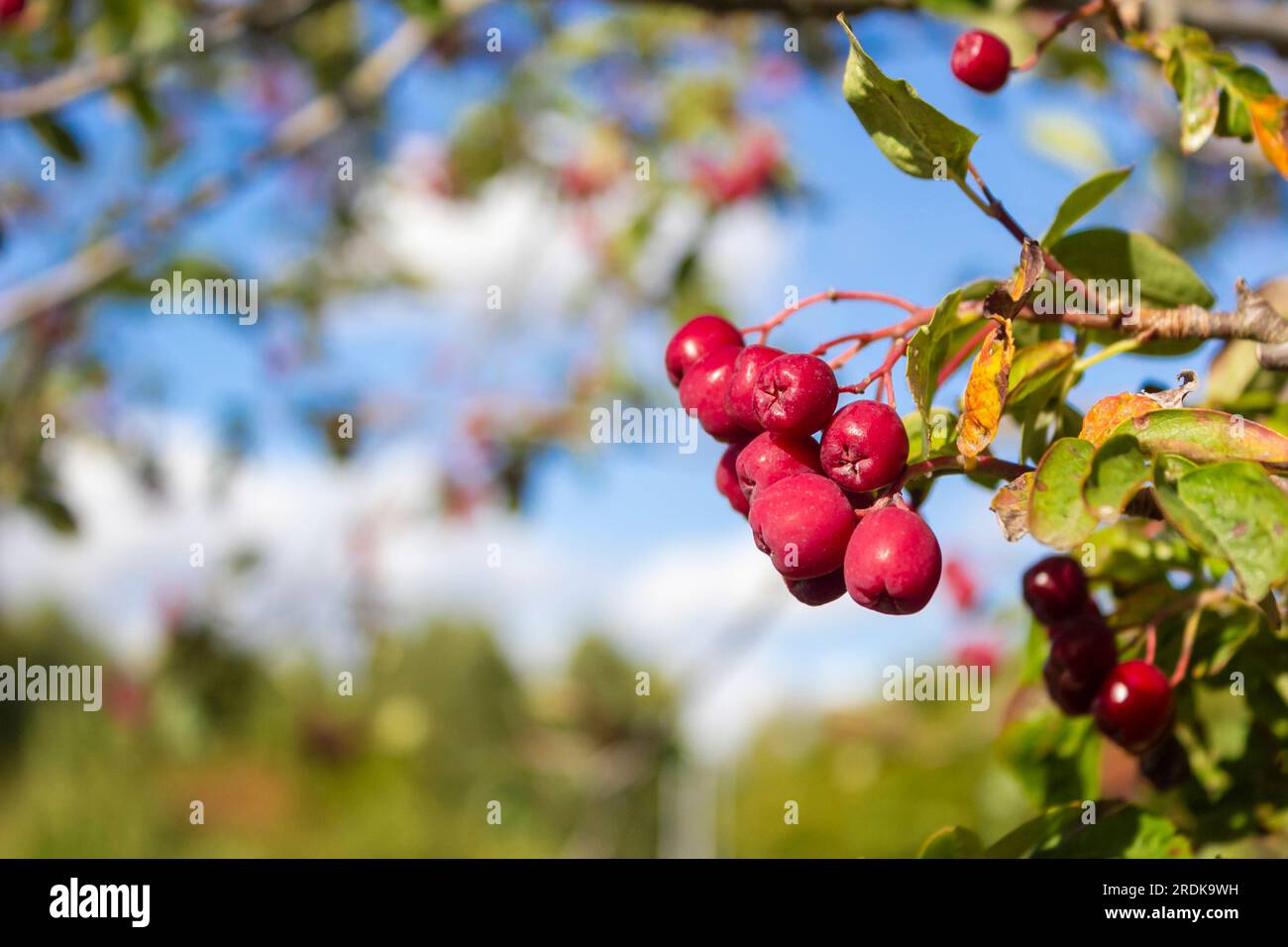 Autumn season. Autumn harvest concept. Autumn rowan berries on a branch ...
