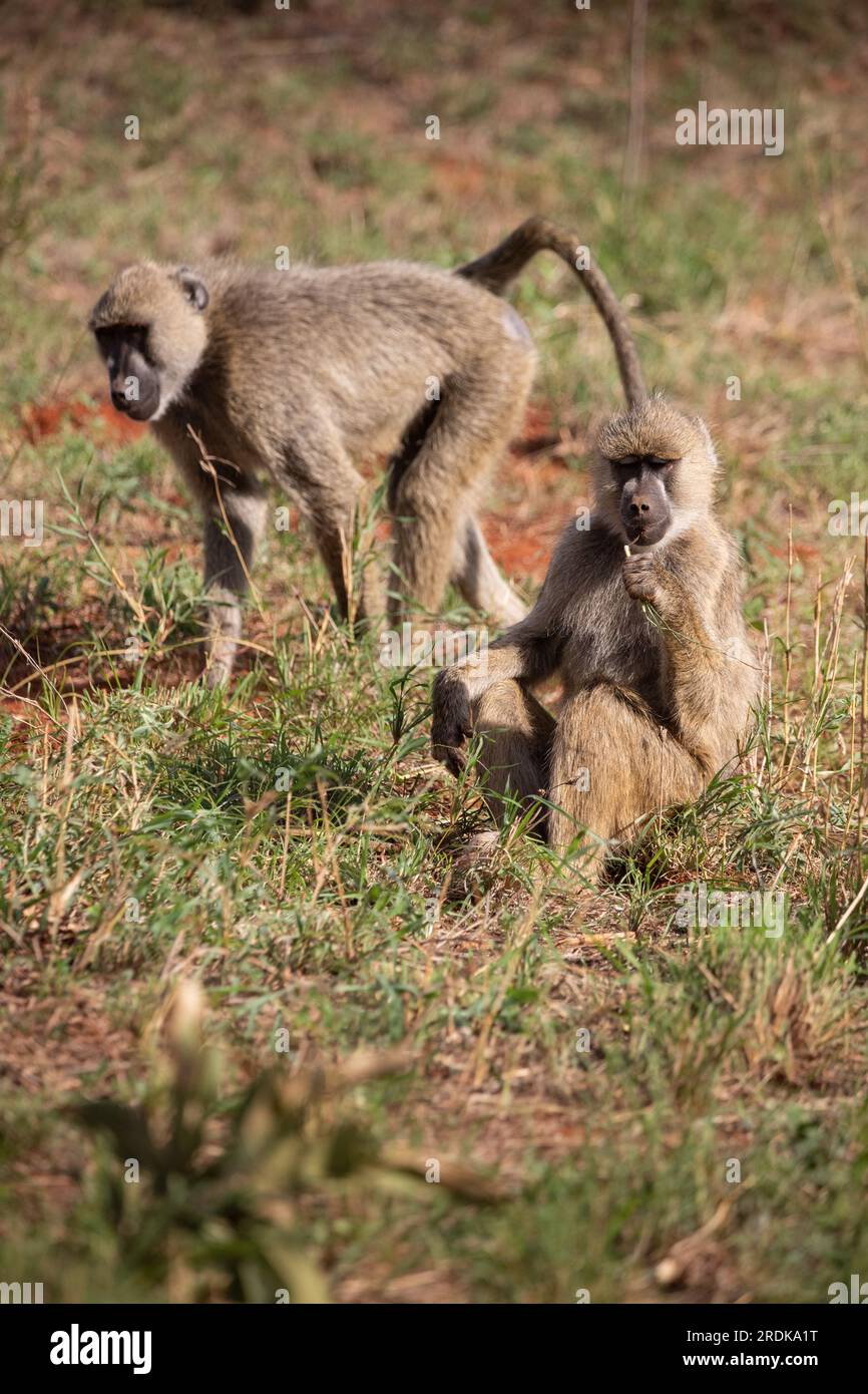Gang of monkeys in Kenya Africa. Monkeys take over a hotel, Safari ...