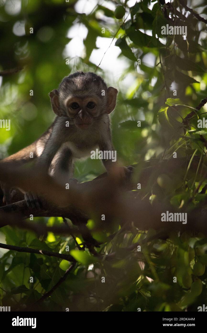 Little baby monkey in the tree looking for fruit. Cute little animal ...