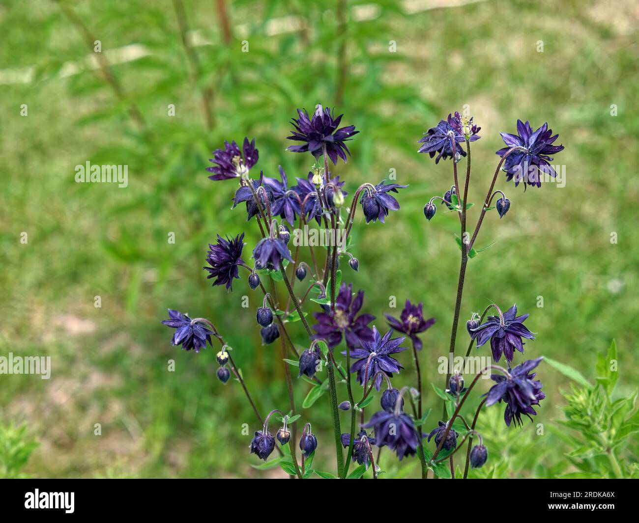 small purple flowers in the garden, in summer Stock Photo - Alamy