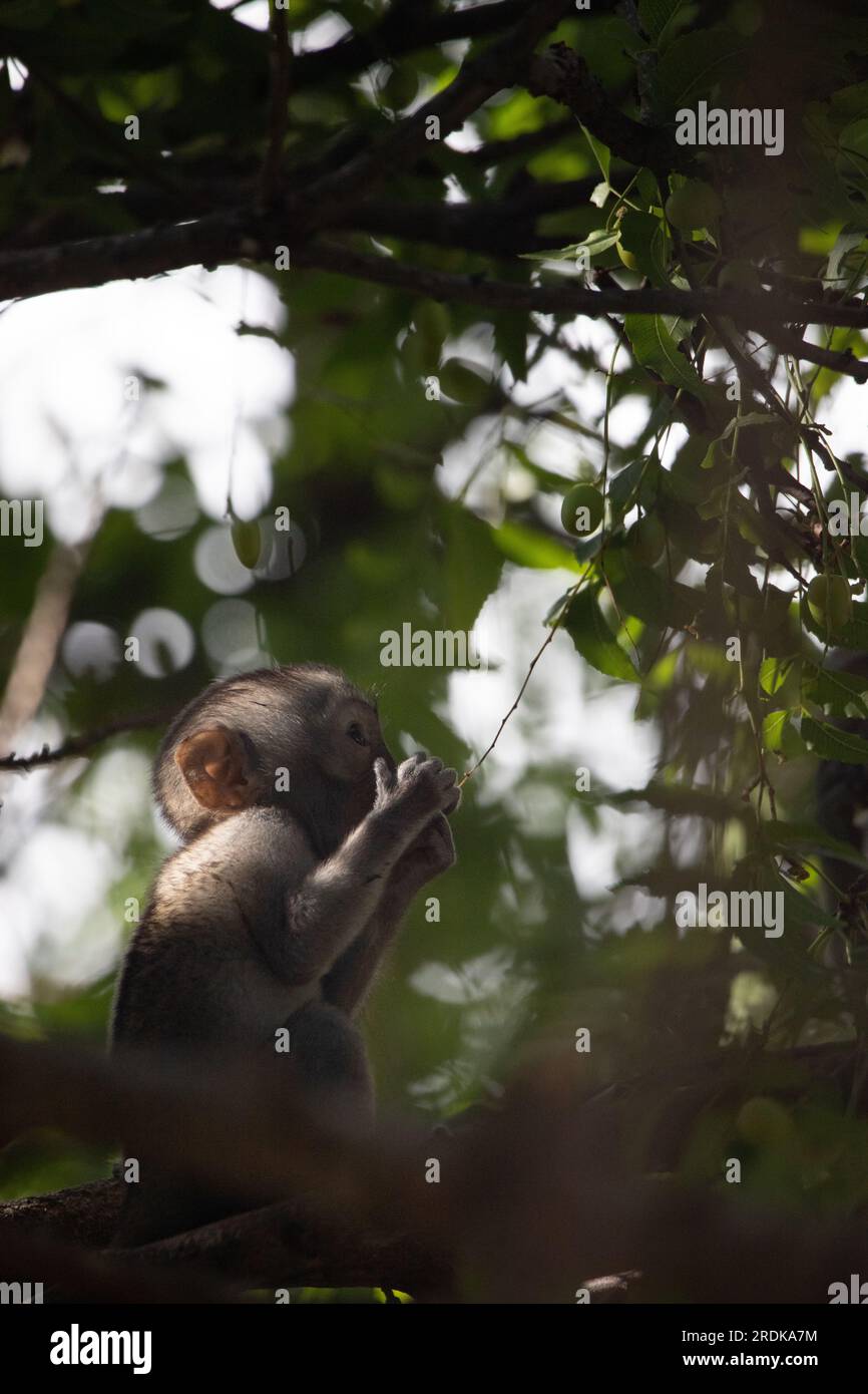 Little baby monkey in the tree looking for fruit. Cute little animal ...