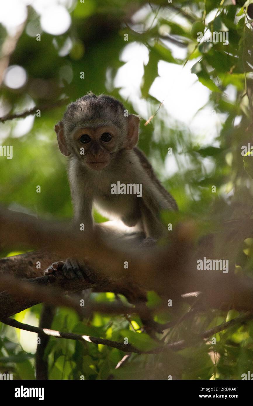 Little baby monkey in the tree looking for fruit. Cute little animal ...