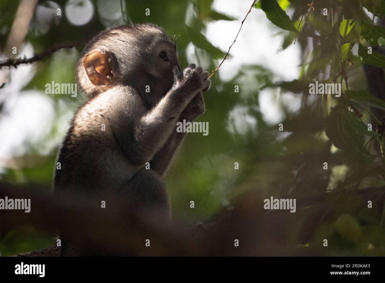Little baby monkey in the tree looking for fruit. Cute little animal ...